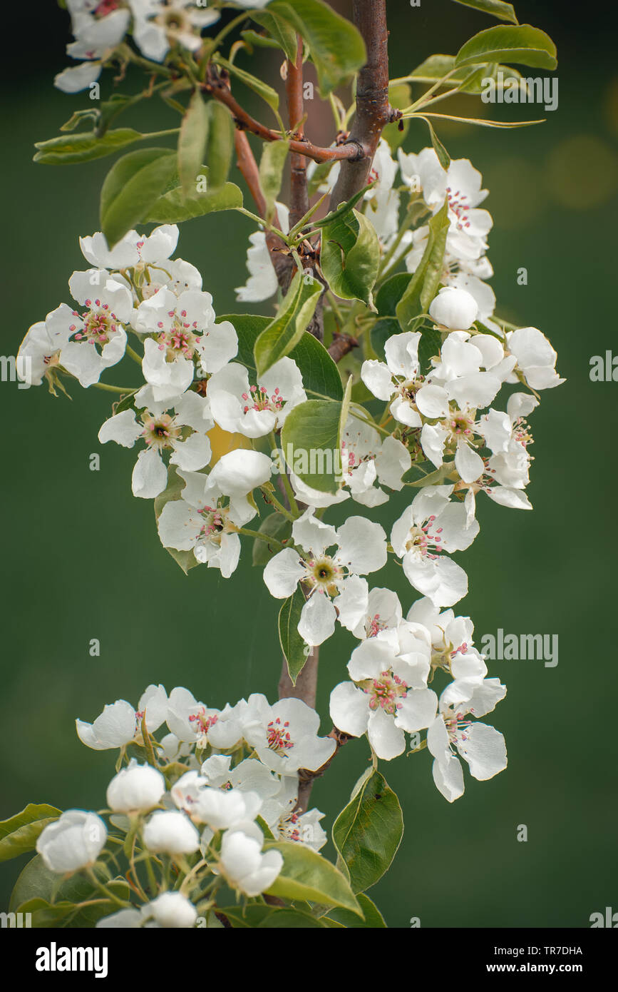 Blooming pear tree hi-res stock photography and images - Alamy