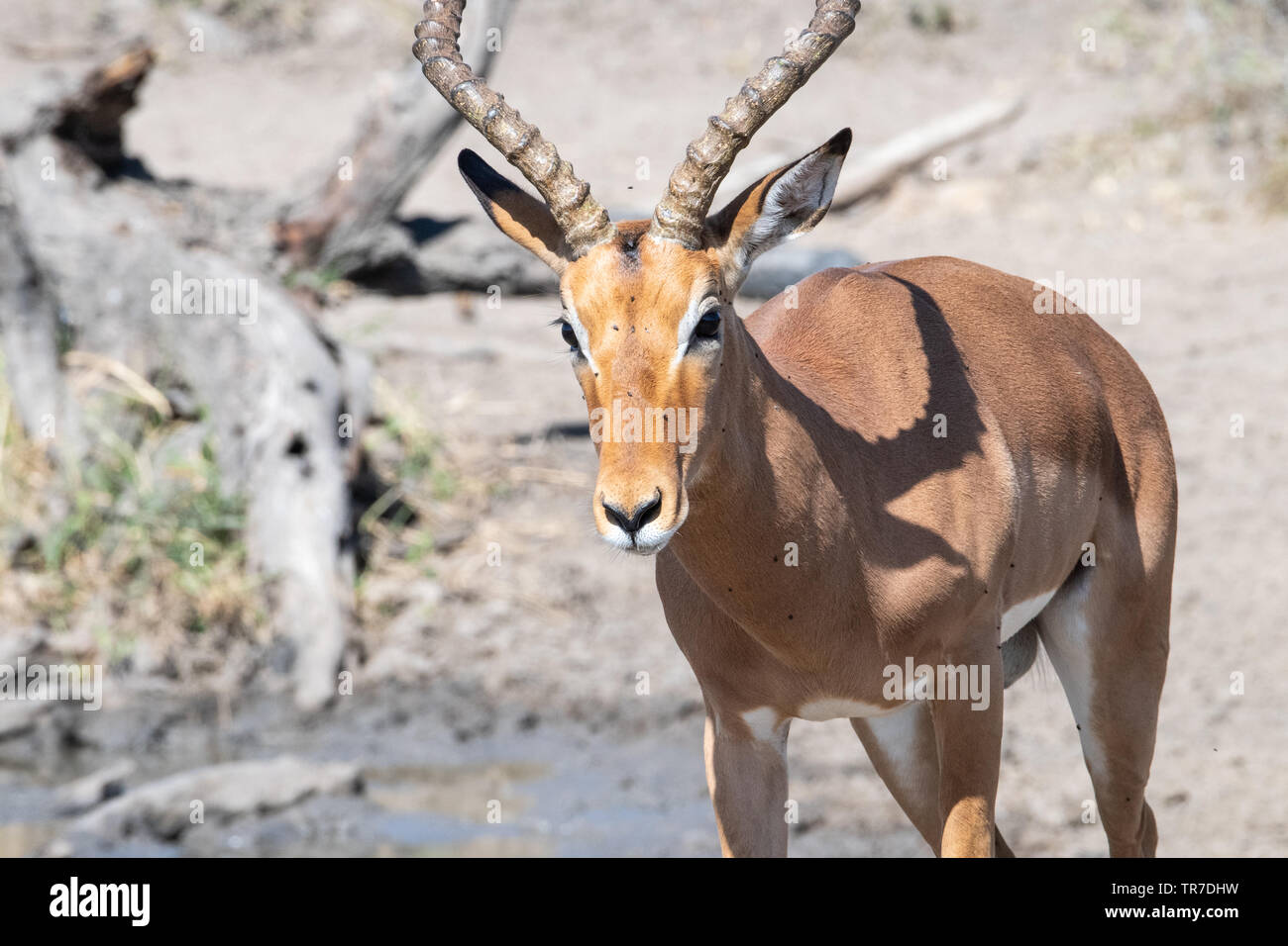 Bothersome hi-res stock photography and images - Alamy