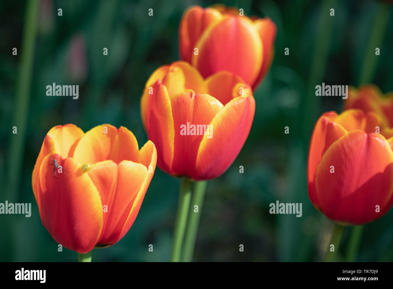 Floral color flower background. Beautiful landscape. Spring floral ...