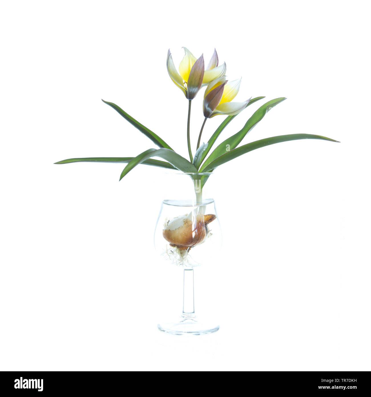 Whole tulip hi-res stock photography and images - Alamy