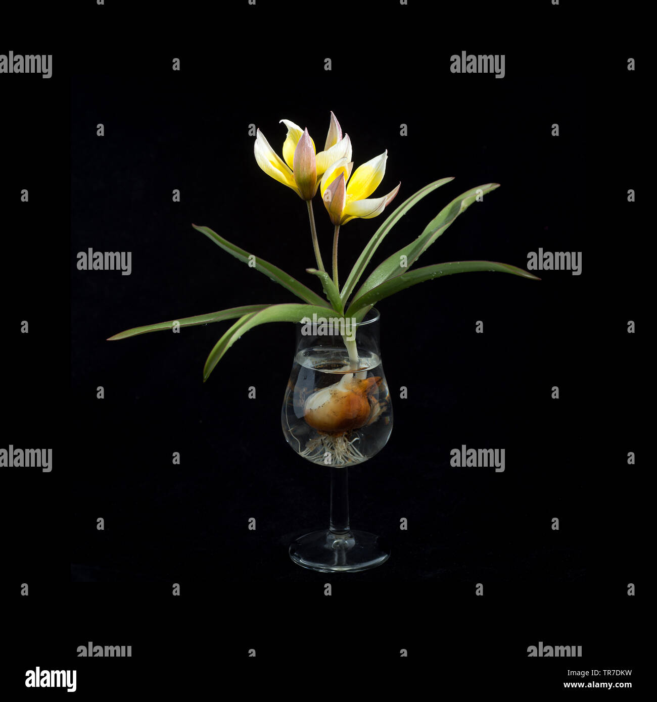 Tulip in a Tulip-shaped Glass Stock Photo - Alamy