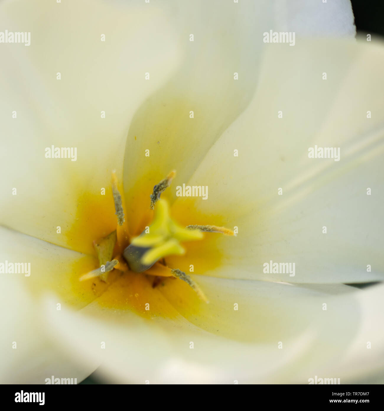 Close-up, white Tulip with yellow middle, pistil, stamen, petal texture ...