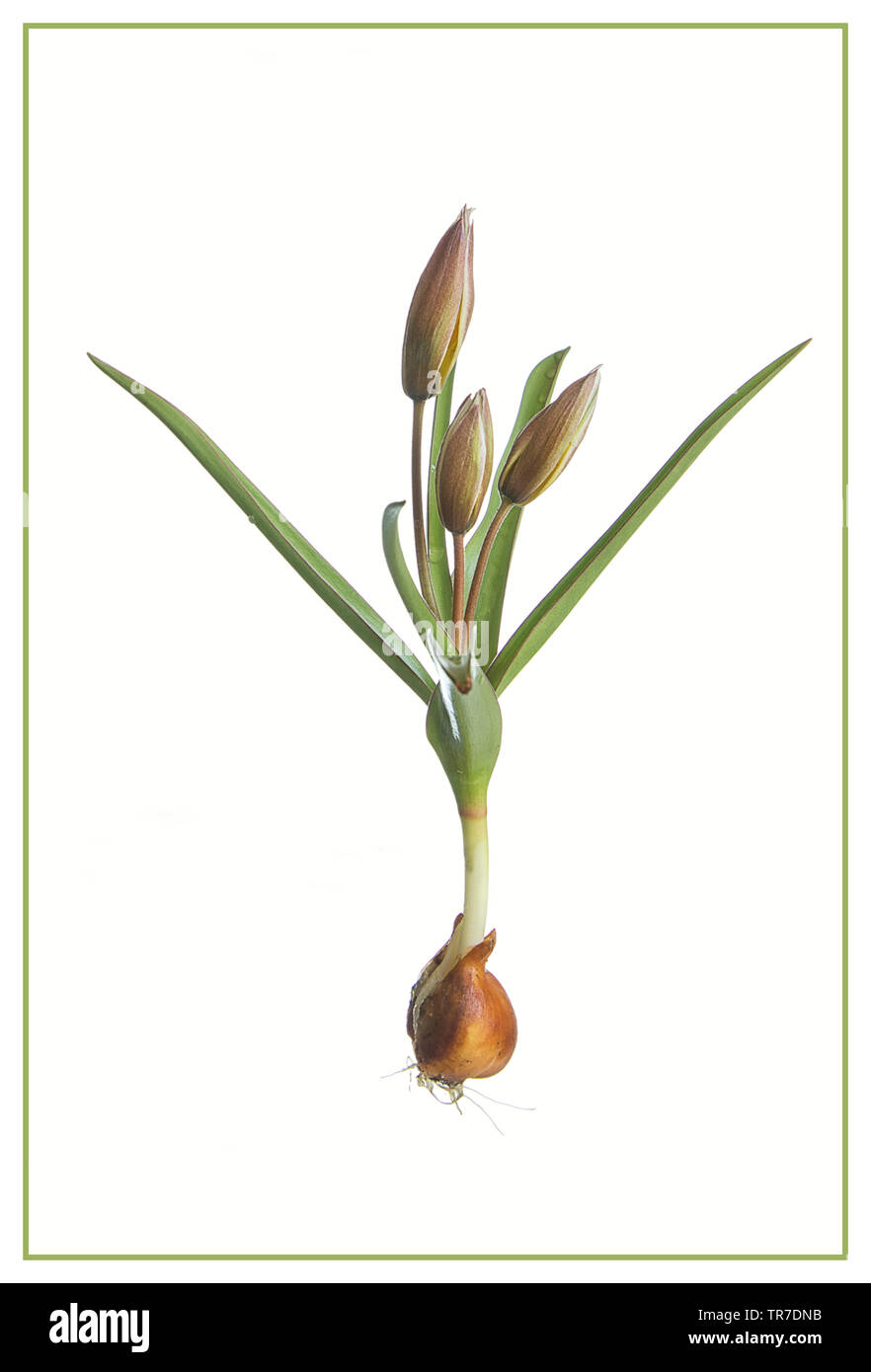 Tulip three flowers Cut Out Stock Images & Pictures - Alamy