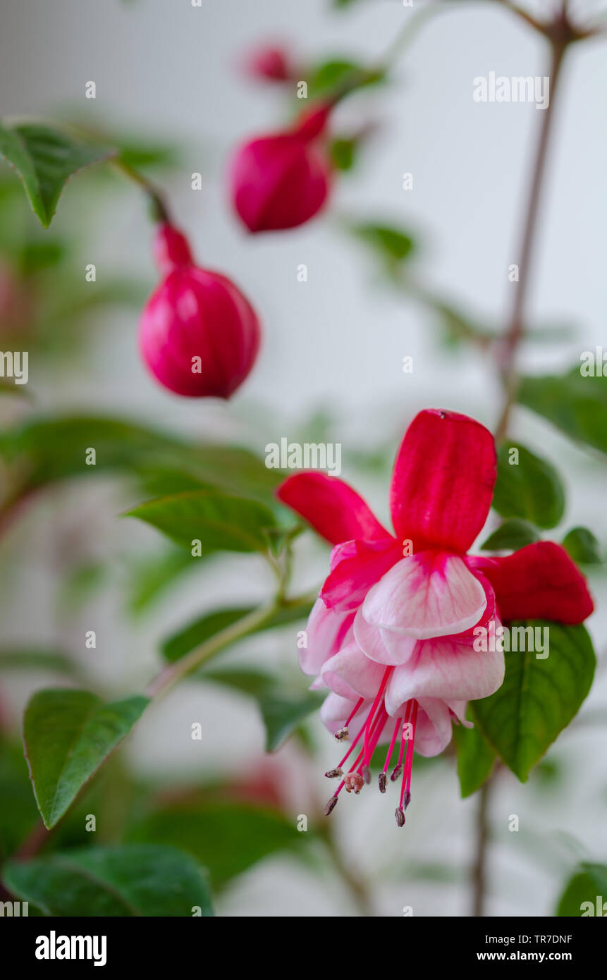 Since colour fuchsia hi-res stock photography and images - Alamy