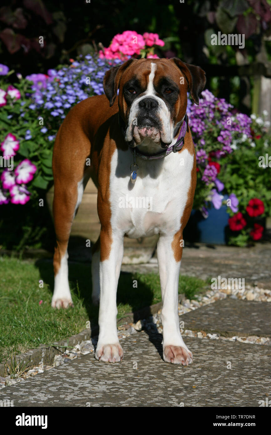 Standing with front paws on paving hi-res stock photography and images ...