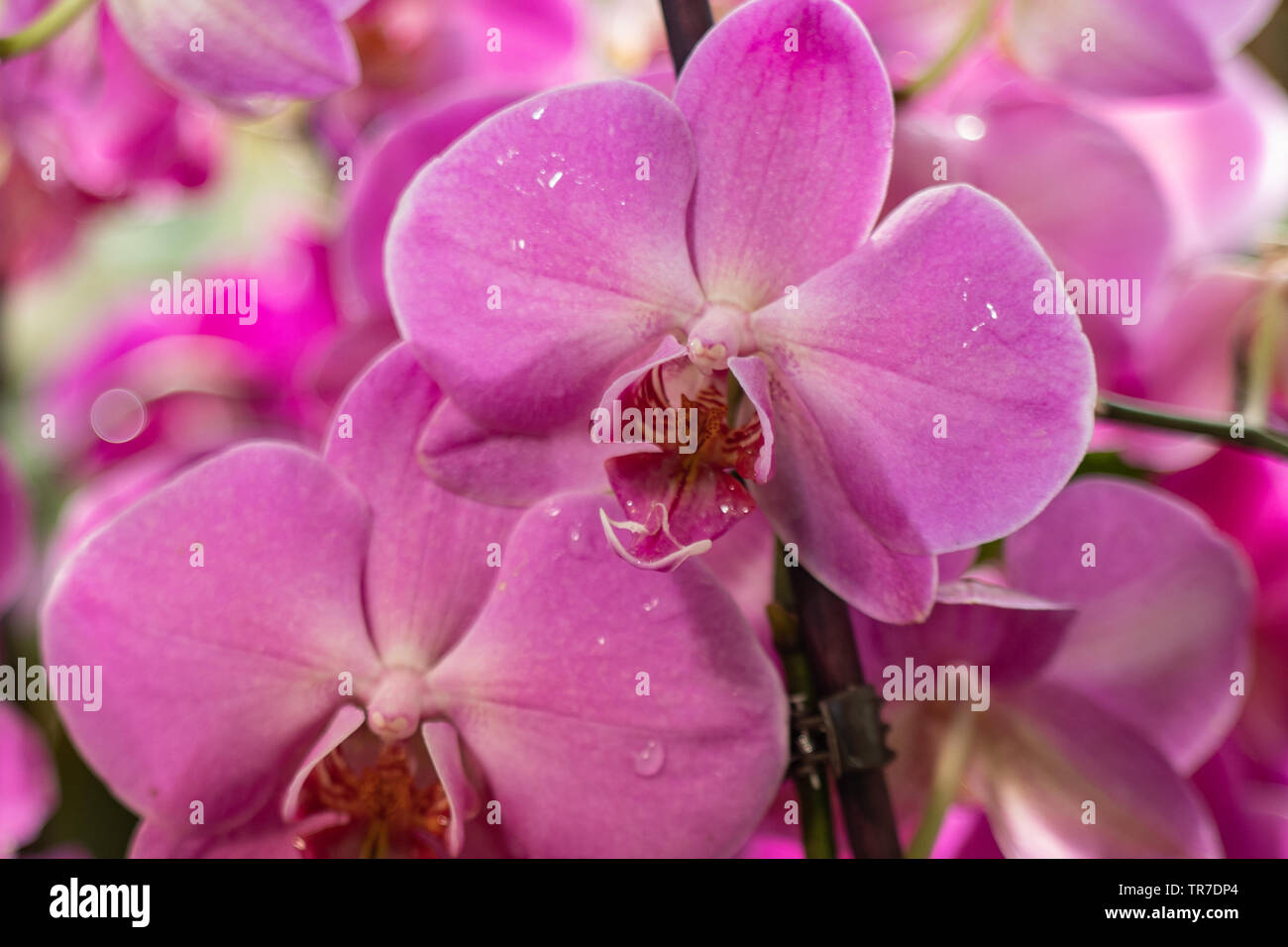 Inflorescence of a flower of a pink Orchid of gentle color close-up ...