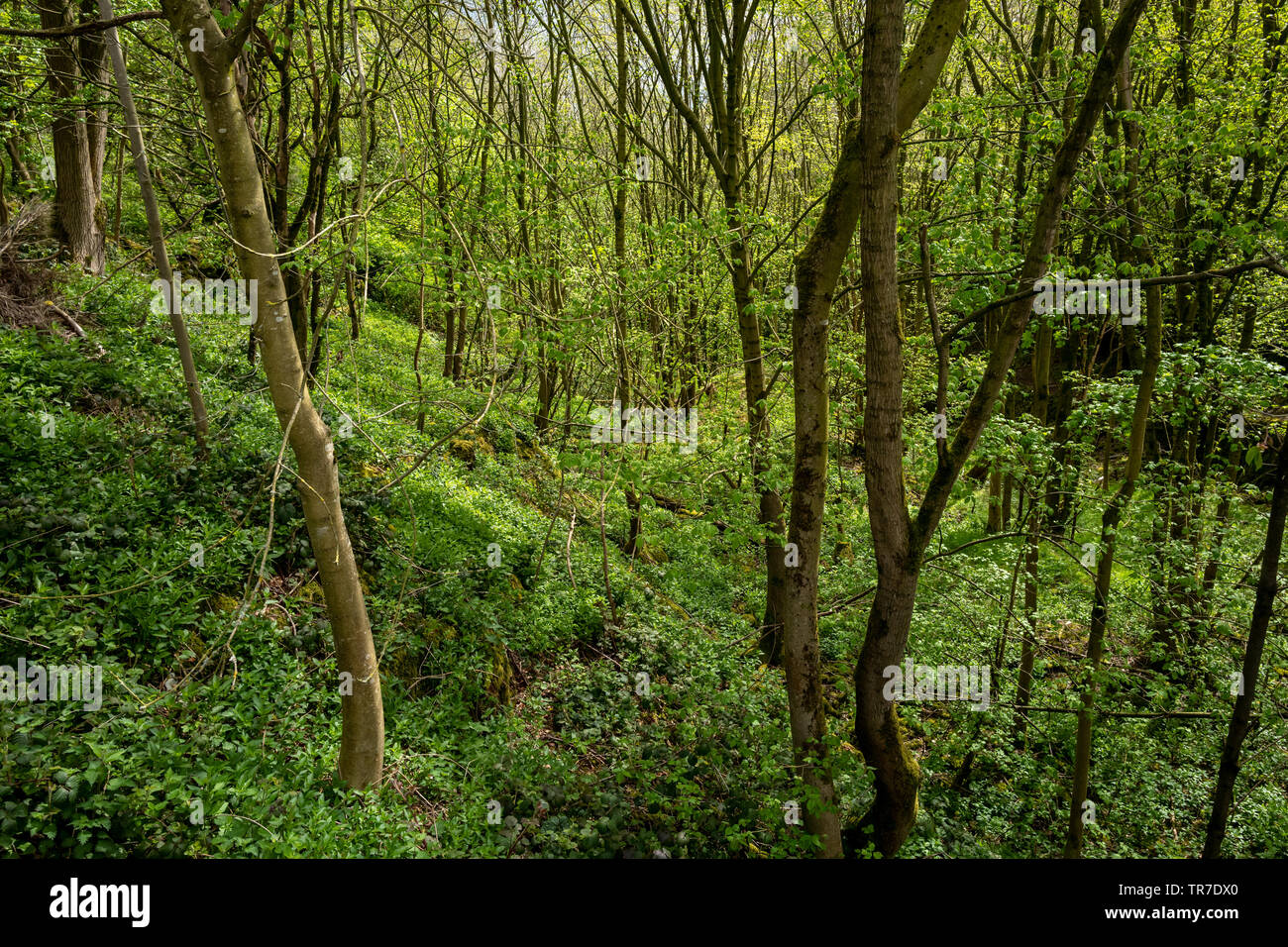 The Limestone Way in the Peak District Stock Photo - Alamy