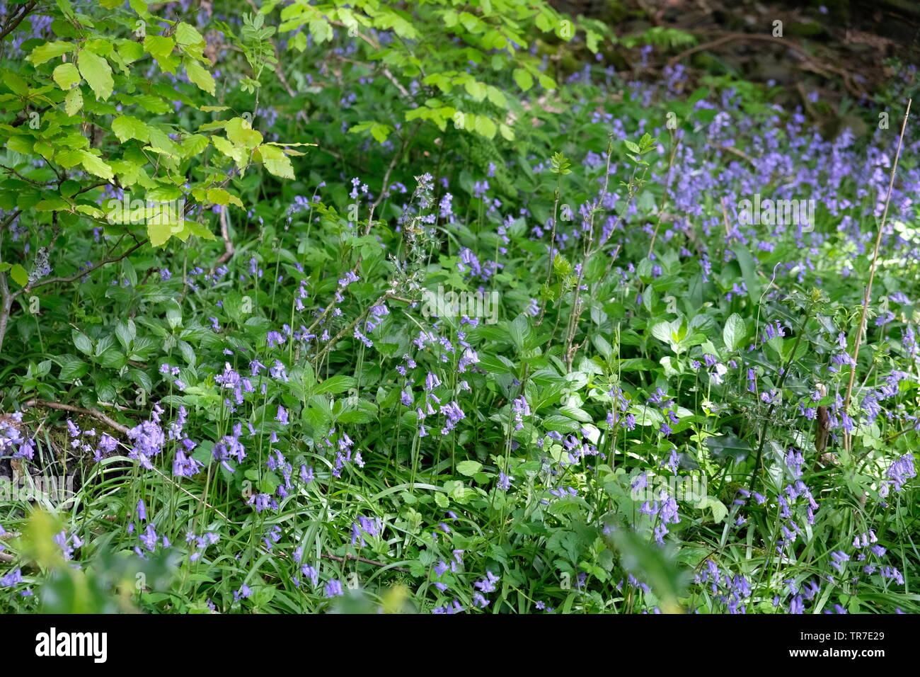 Bluebells in the forest in Lake District Stock Photo - Alamy