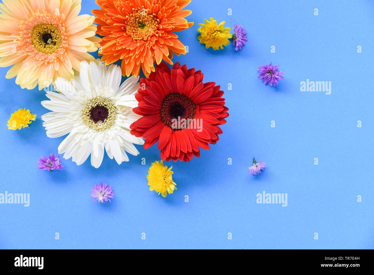 Colorful gerbera spring flowers frame beautiful on blue background ...