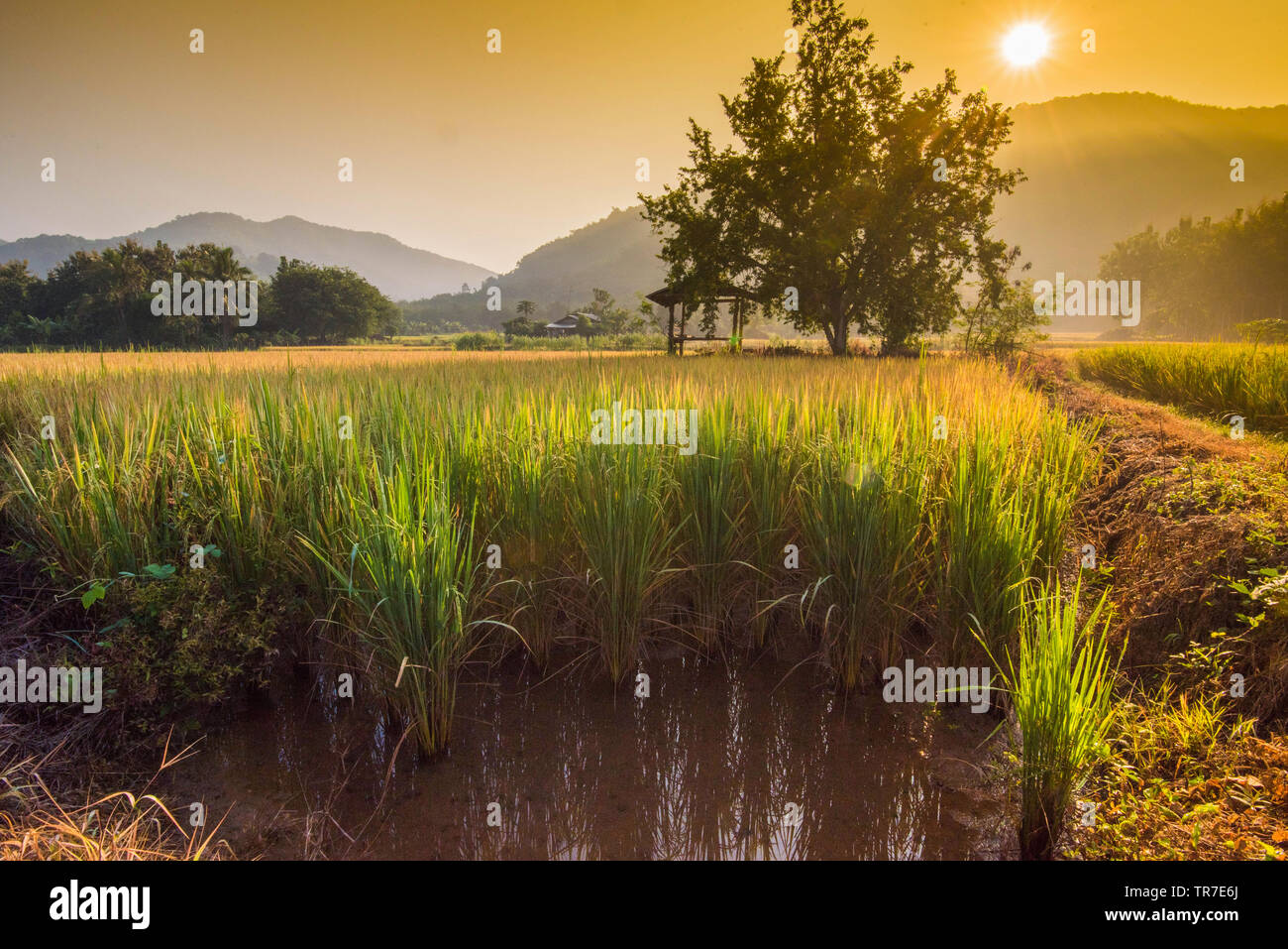 Asian golden rice paddy wait hi-res stock photography and images - Alamy