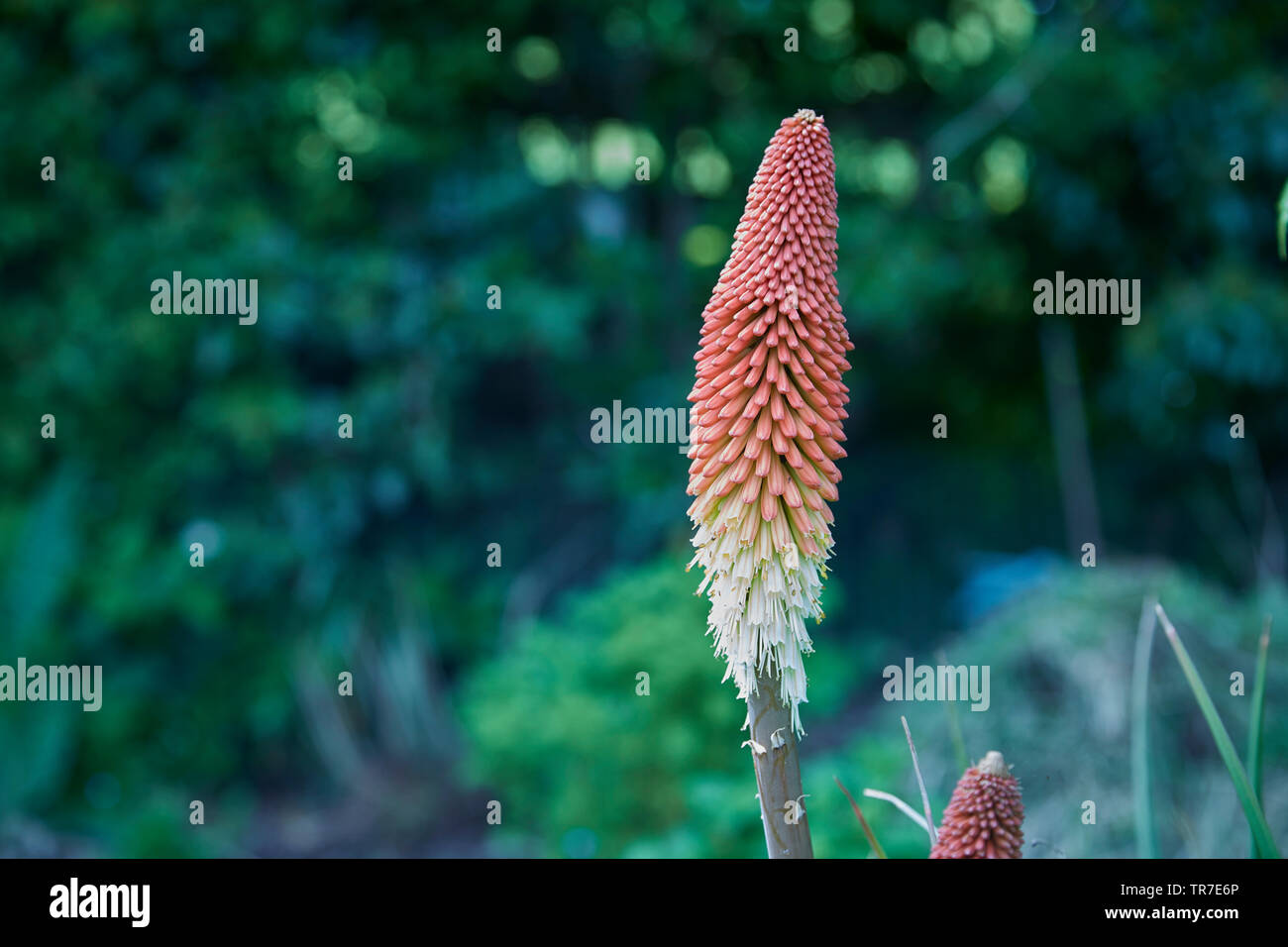 A single stem and flower of a red kniphofia plant in a garden Stock ...