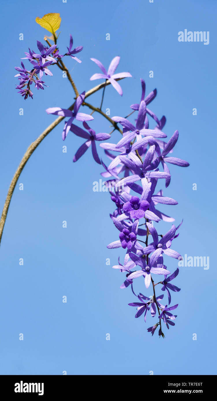 Blue petrea hi-res stock photography and images - Alamy