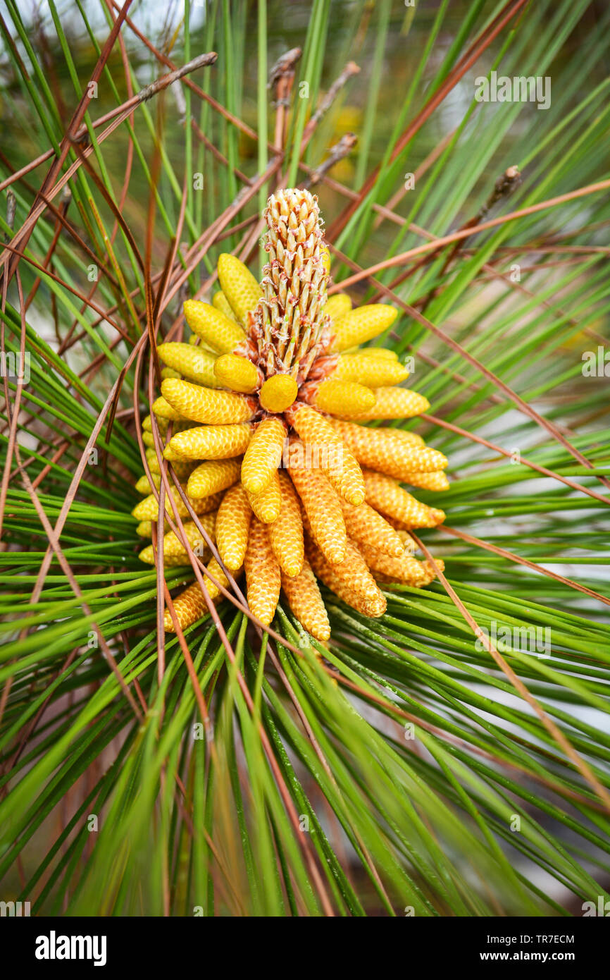 Male flower pine pollinating on natural green tree forest background ...