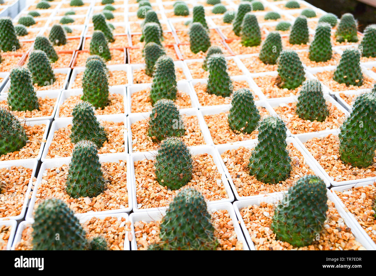 Mini cactus in pots in the garden nursery cactus farm agriculture ...