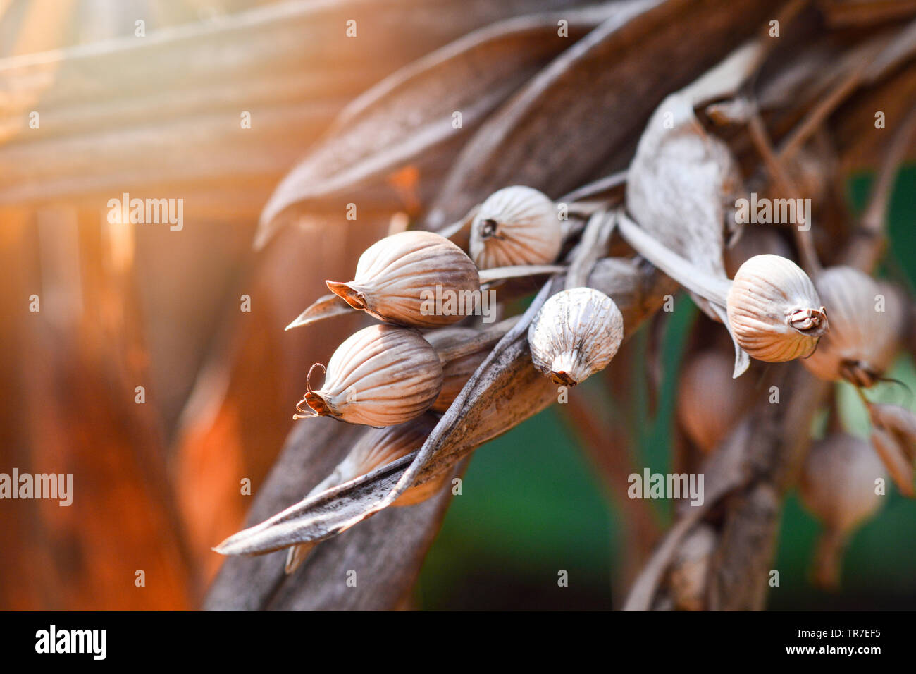 Pearl harvesting hi-res stock photography and images - Alamy
