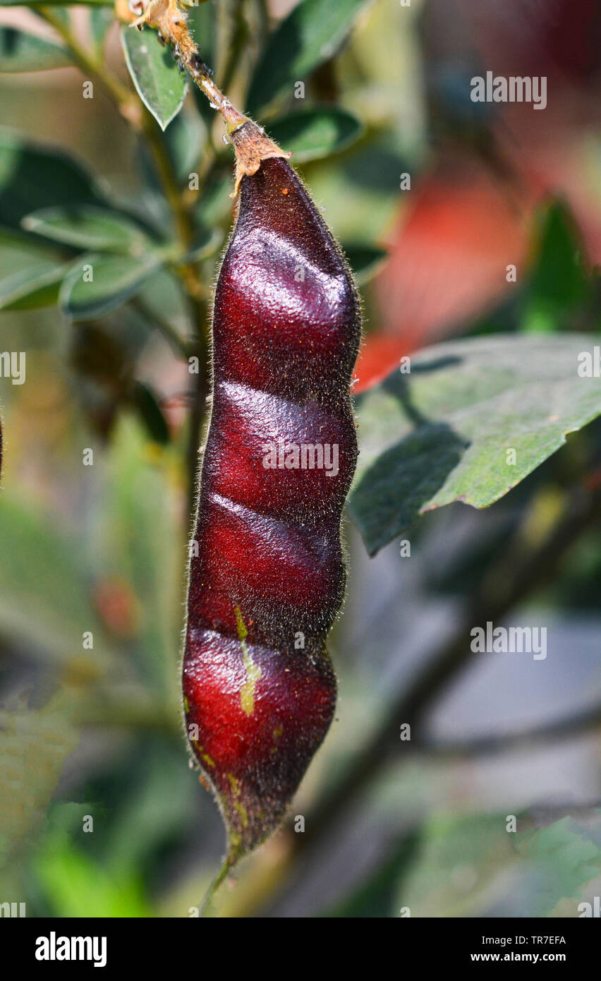 Indian flower names hi-res stock photography and images - Alamy