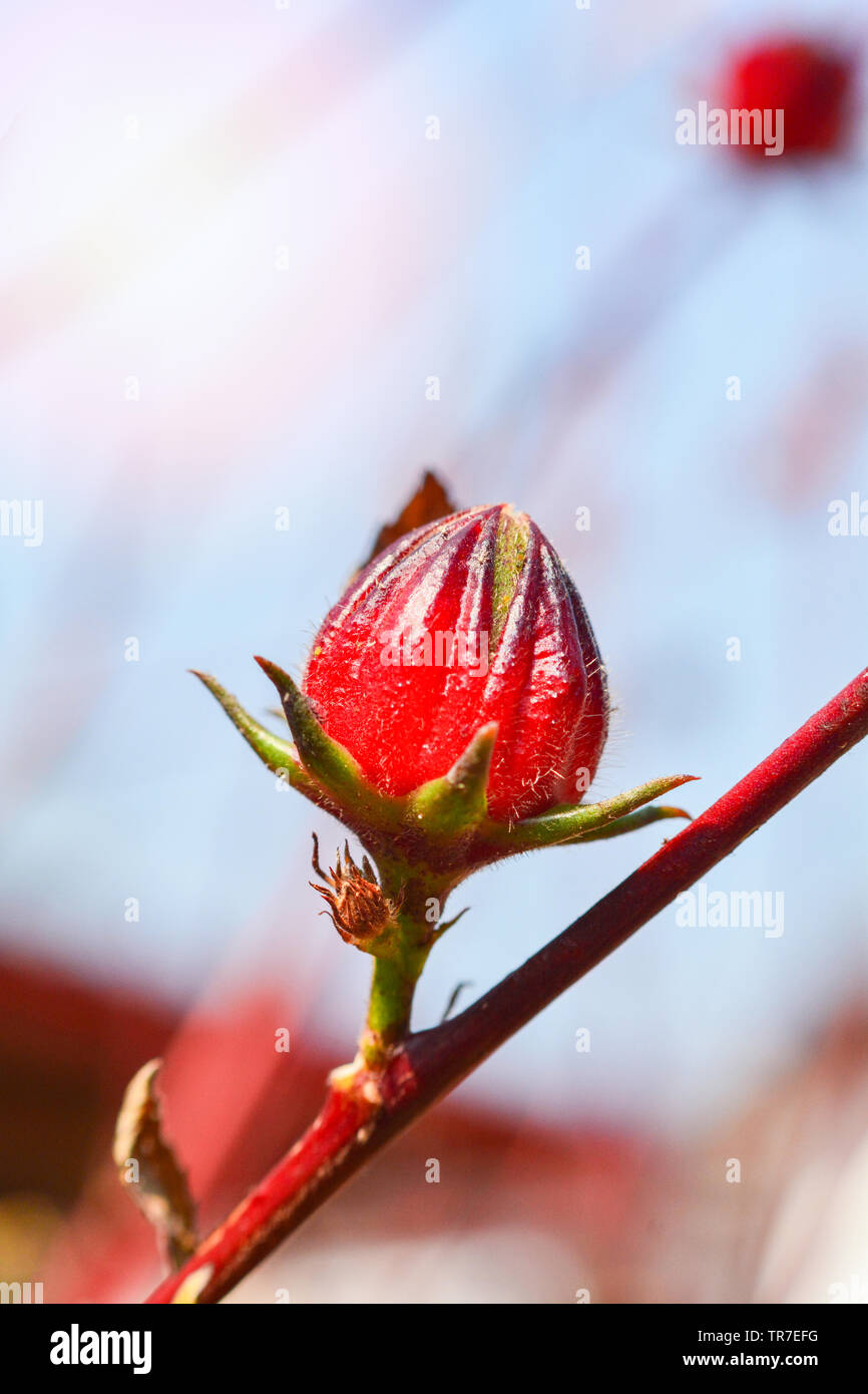 Native Red Hibiscus High Resolution Stock Photography and Images - Alamy