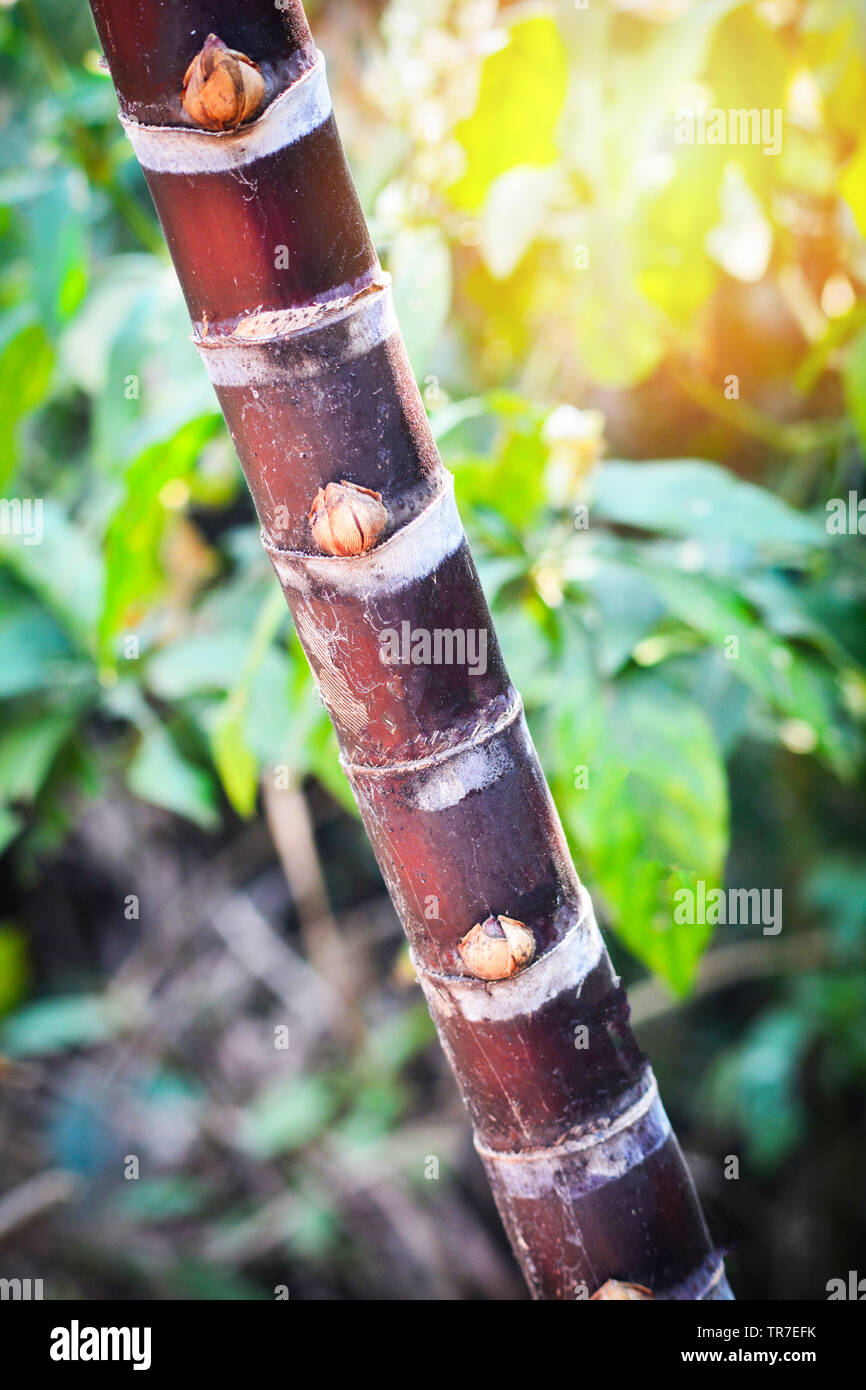 fresh red sugar cane stalks plant tree growing in the garden sugarcane ...