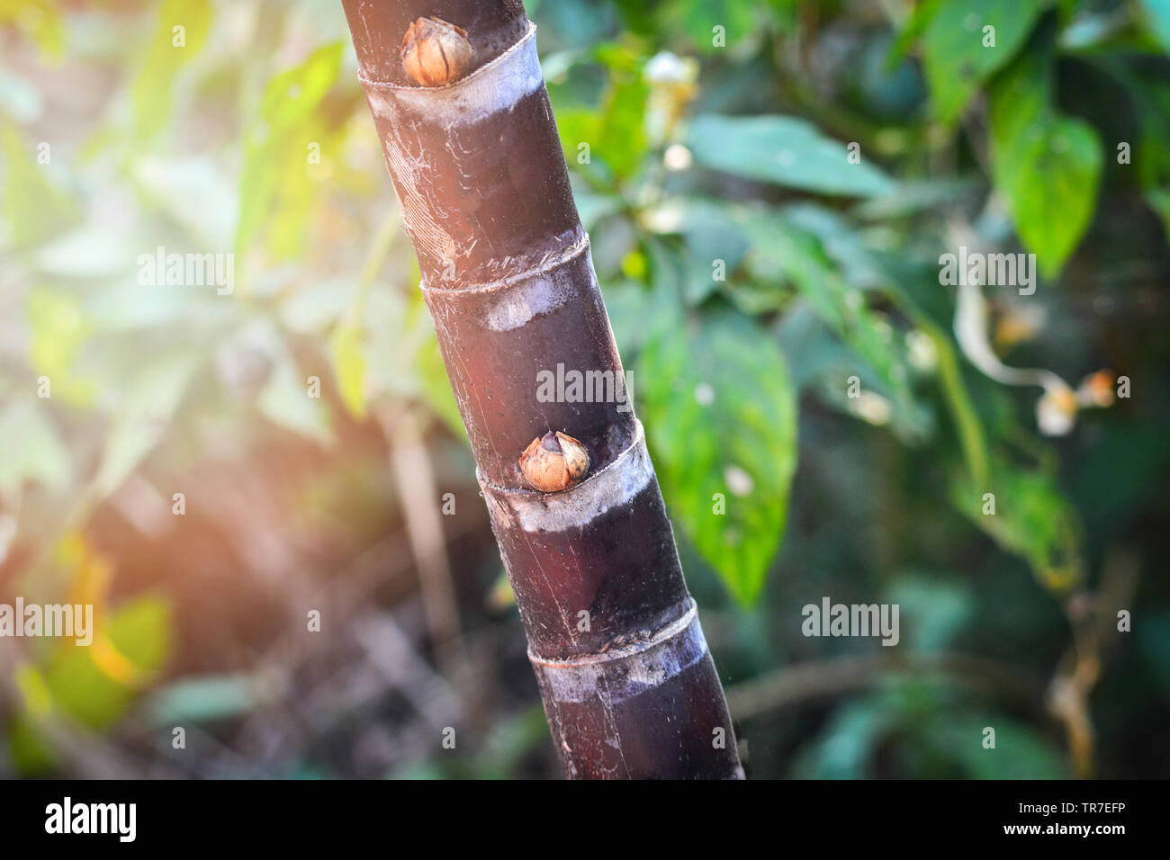 fresh red sugar cane stalks plant tree growing in the garden sugarcane ...