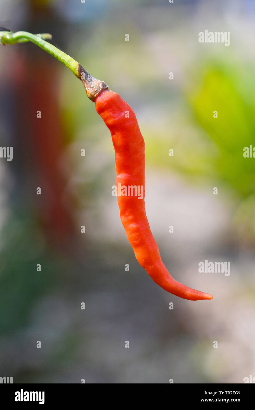 Red chilli pepper in the organic vegetable garden farm green leaf of ...