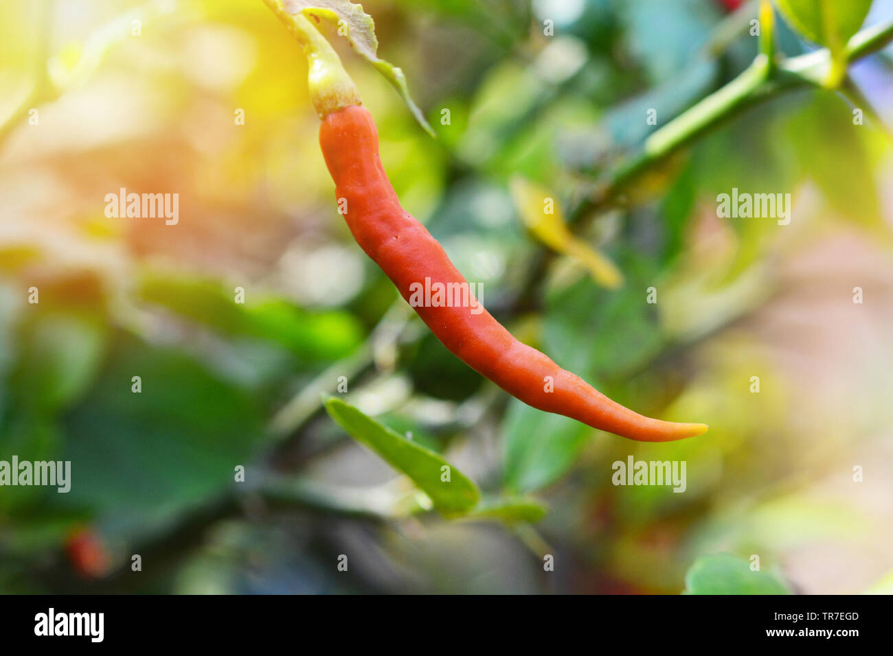 Red chilli pepper in the organic vegetable garden farm green leaf of ...