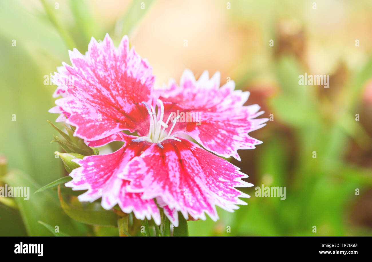 pink and white Dianthus flower blooming in the beautiful garden natural ...