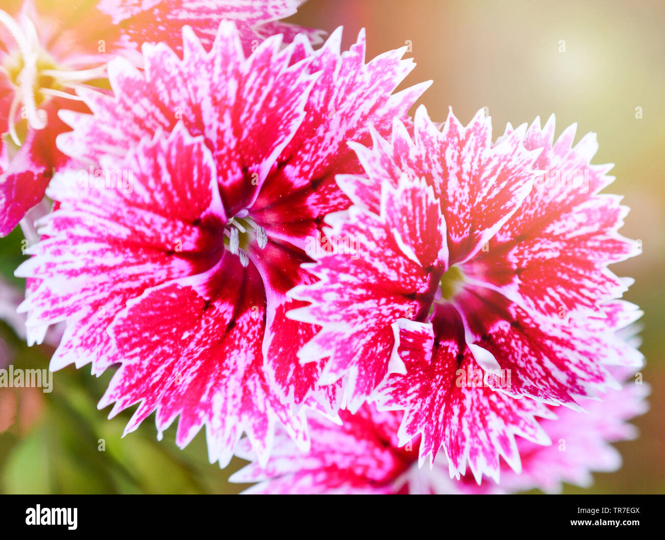 pink and white Dianthus flower blooming in the beautiful garden natural ...
