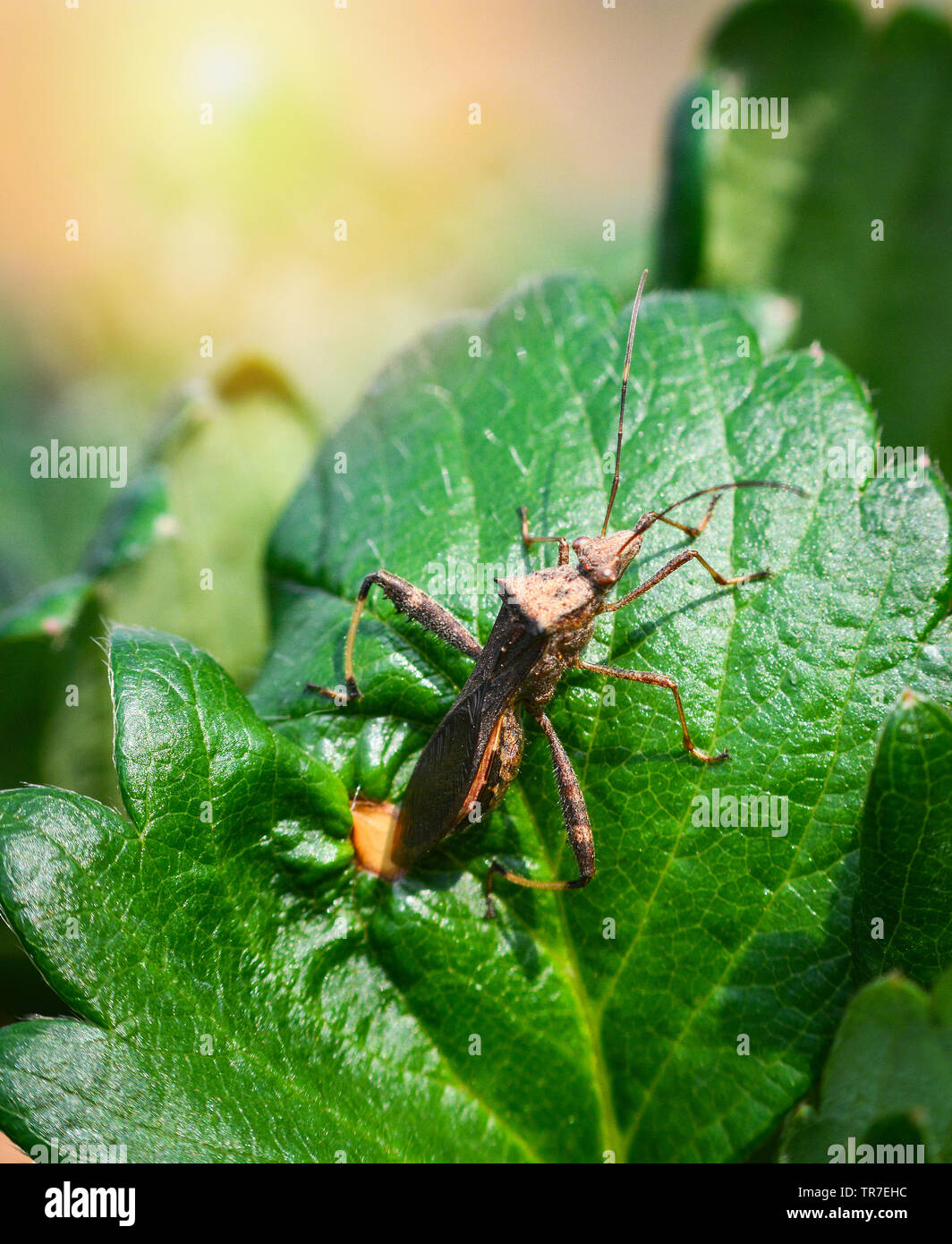 Bug insect on leaves strawberry plant garden green leaf in the ...