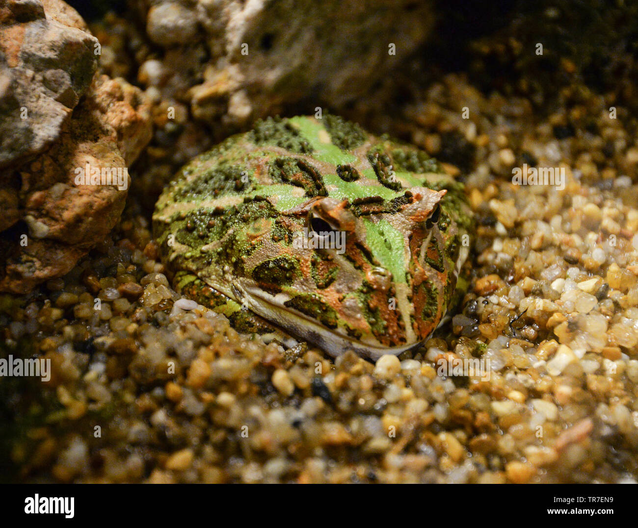 Frog horn ceratophrys ornata frogs hi-res stock photography and images ...