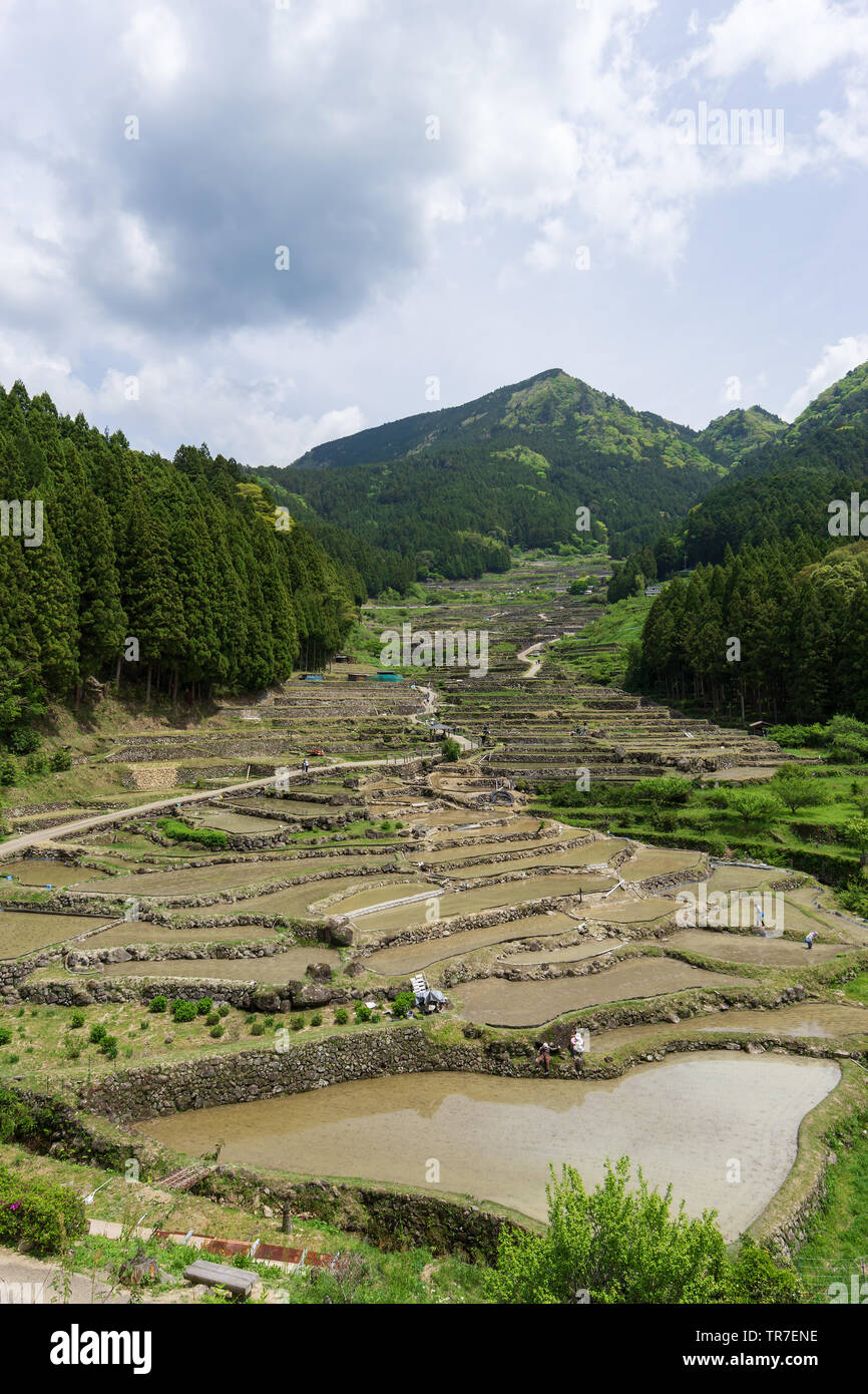 Yotsuya rice terrace shinshiro hi-res stock photography and images - Alamy