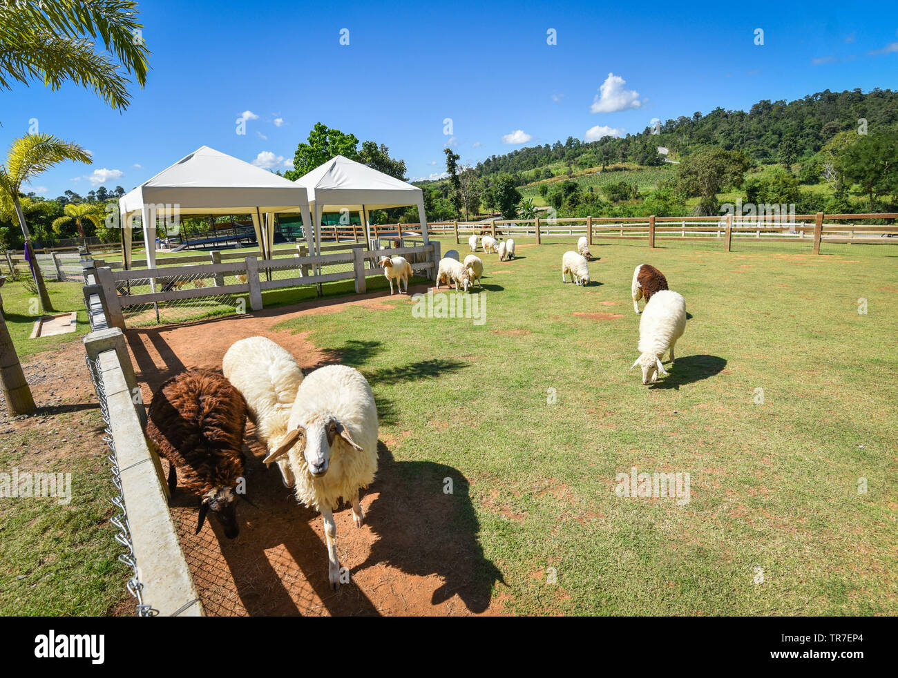 sheep farm mountain / beautiful countryside farm village sheep grazing ...