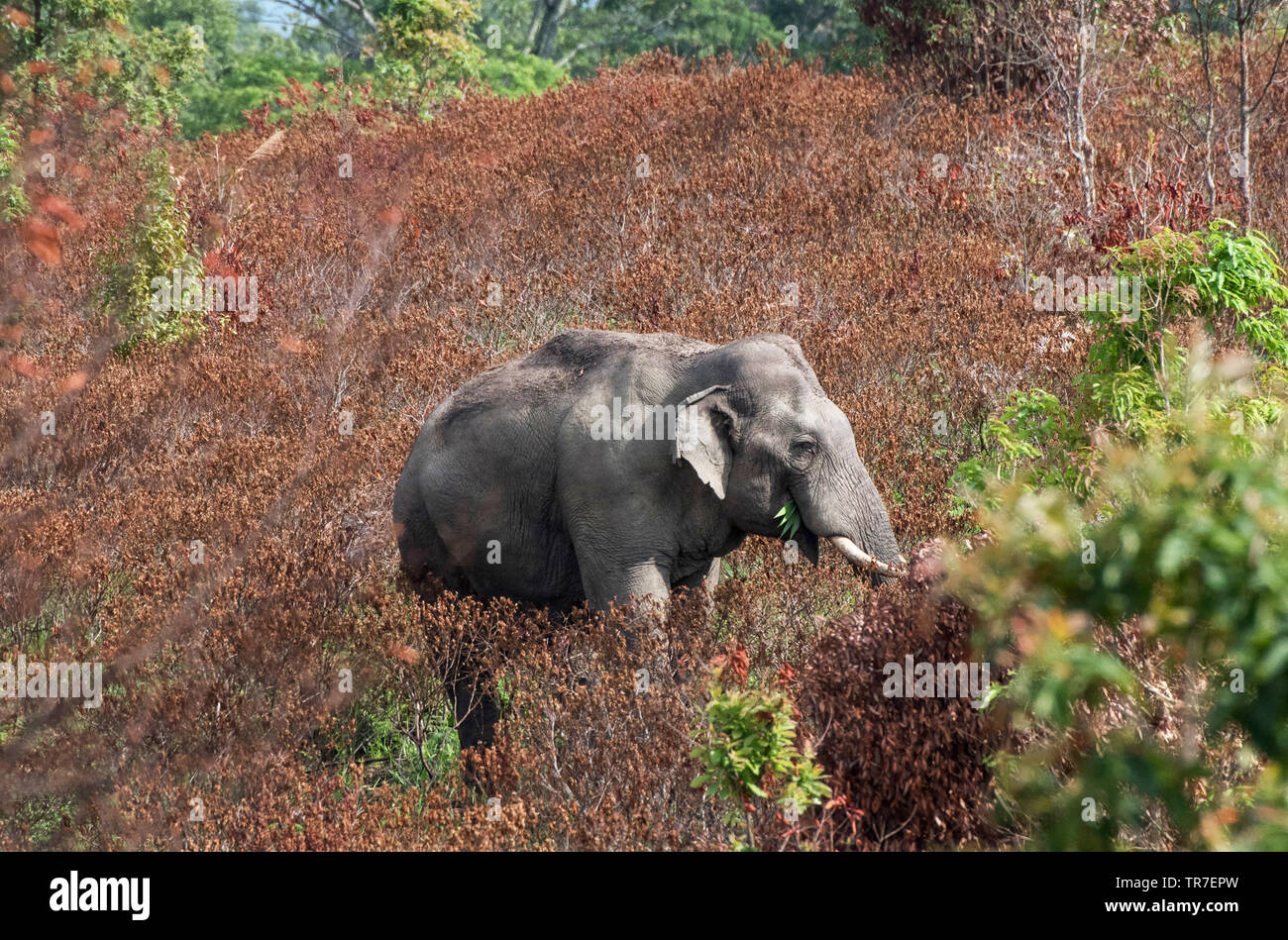 Wild elephant eating food on natural environment season leaf tree ...