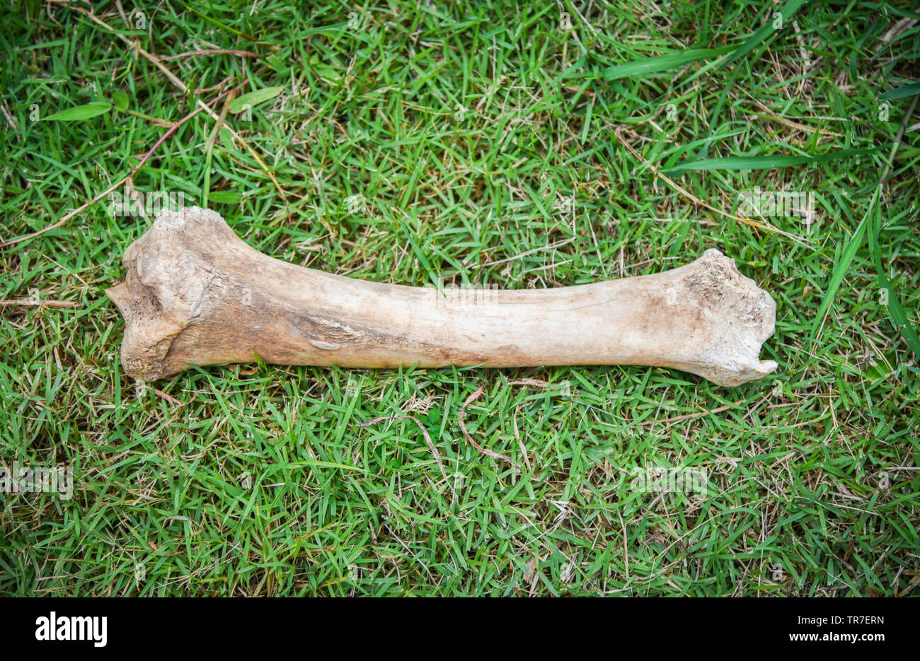Animal bone on green grass meadow for dog Stock Photo - Alamy