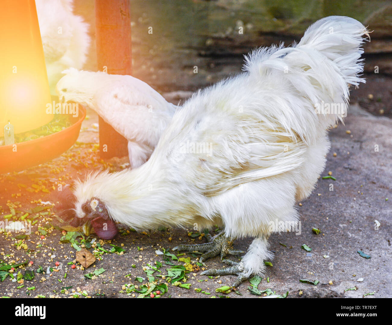White silkie chicken or Silky eating feed food in chicken farm in japan ...