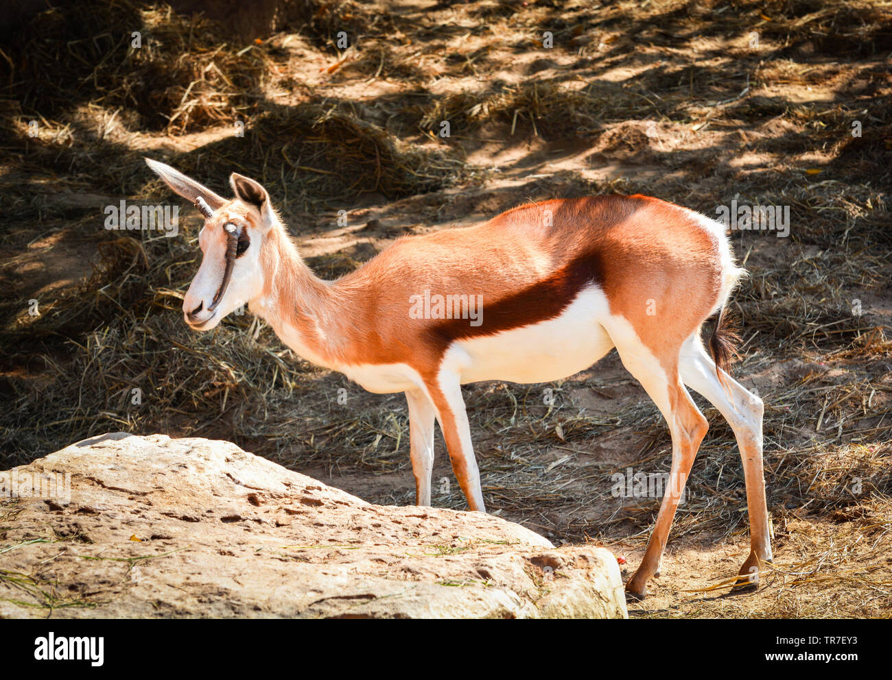 The springbok south africa animals wildlife standing on the deer farm ...