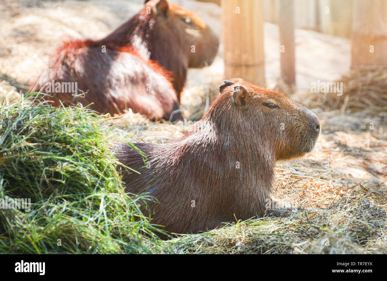 Capybara lying on ground on summer day in the capybara farm at national ...