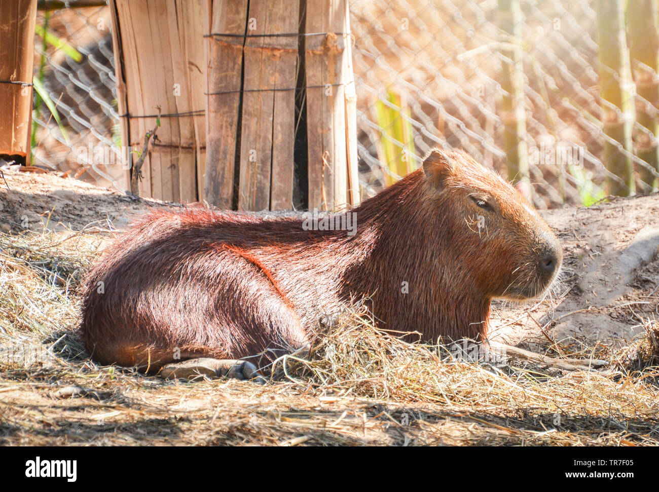 Capybara lying on ground on summer day in the capybara farm at national ...
