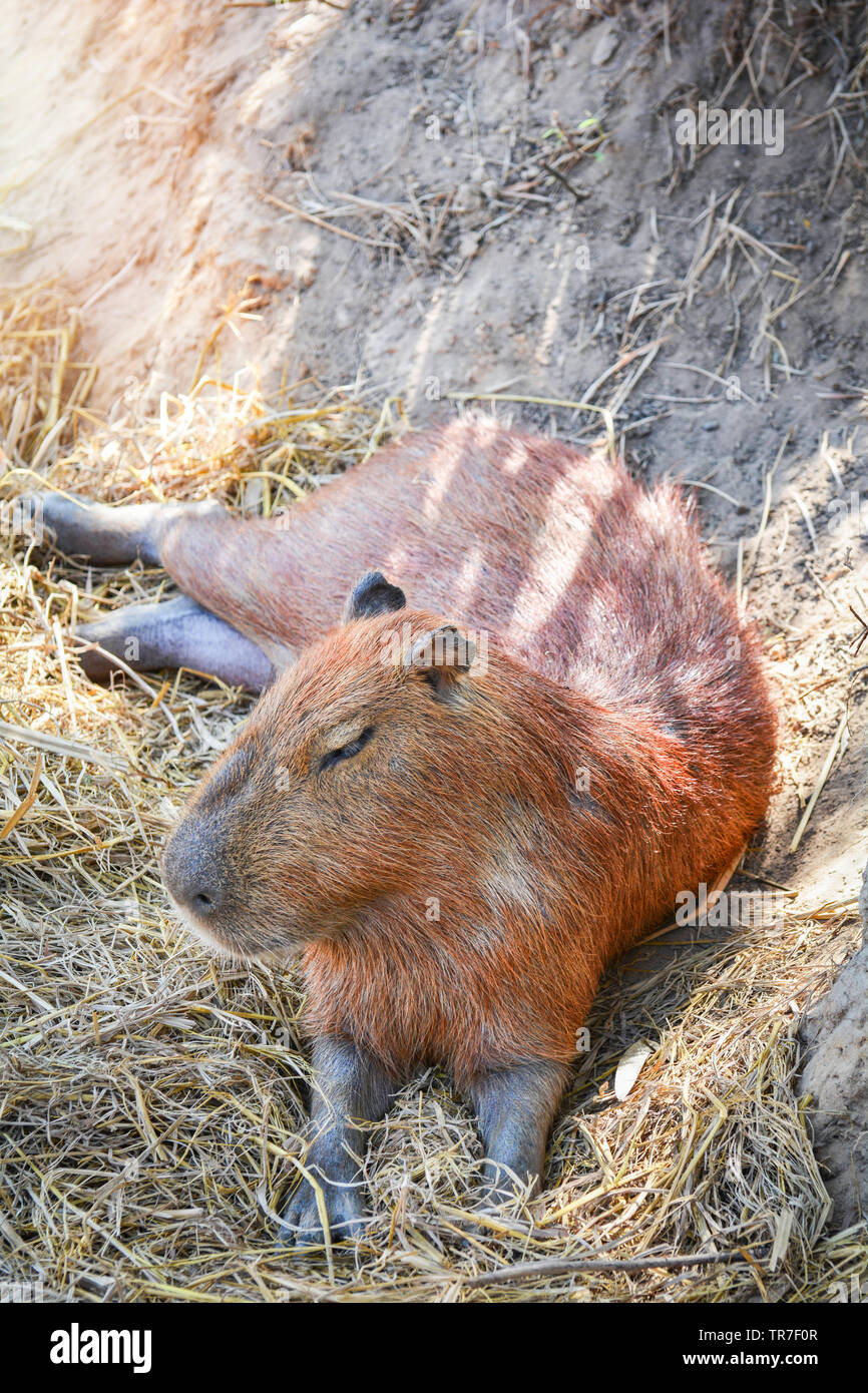 Capybara lying on ground on summer day in the capybara farm at national ...