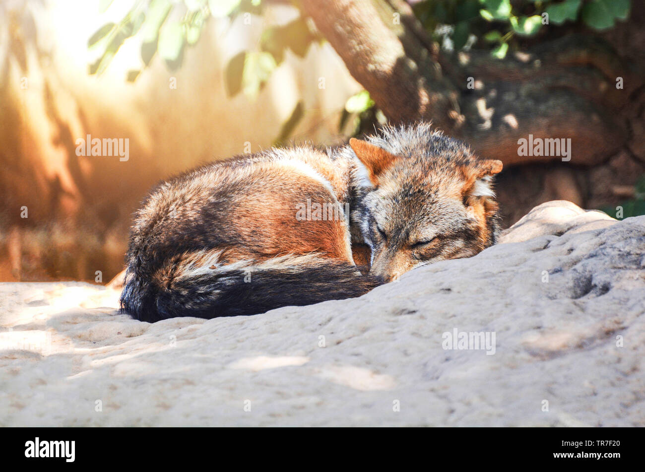 Beautiful golden jackal or Black backed jackal wildlife lying on the ...