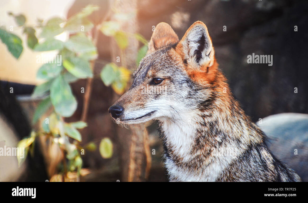 Beautiful golden jackal or Black backed jackal wildlife look forward ...