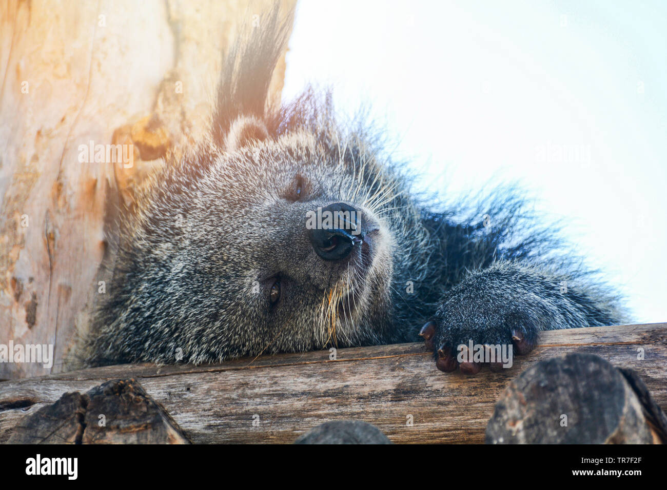Palawan bear cat hi-res stock photography and images - Alamy