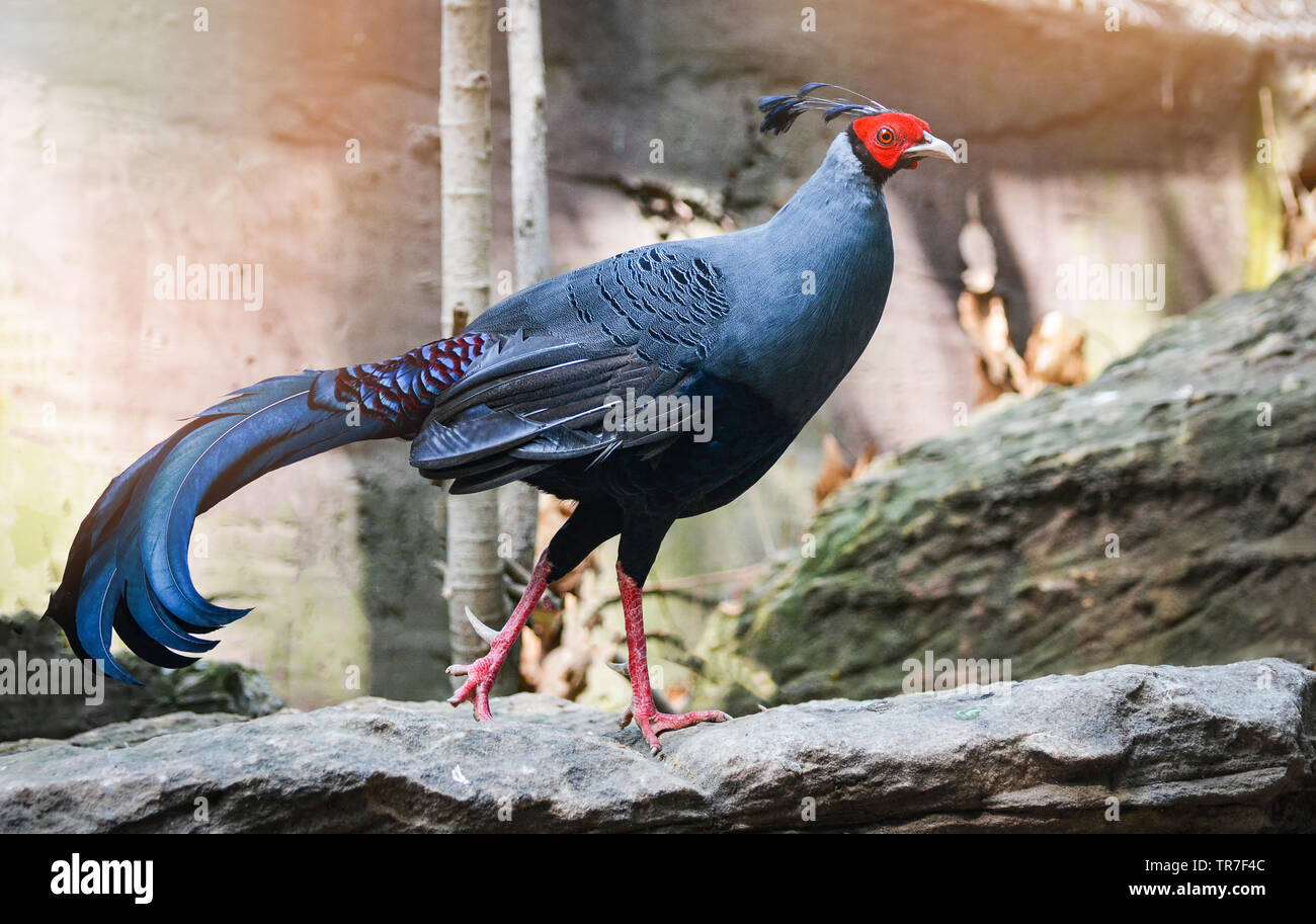 Male Siamese fireback on nature wildlife beautiful chicken bird farm ...