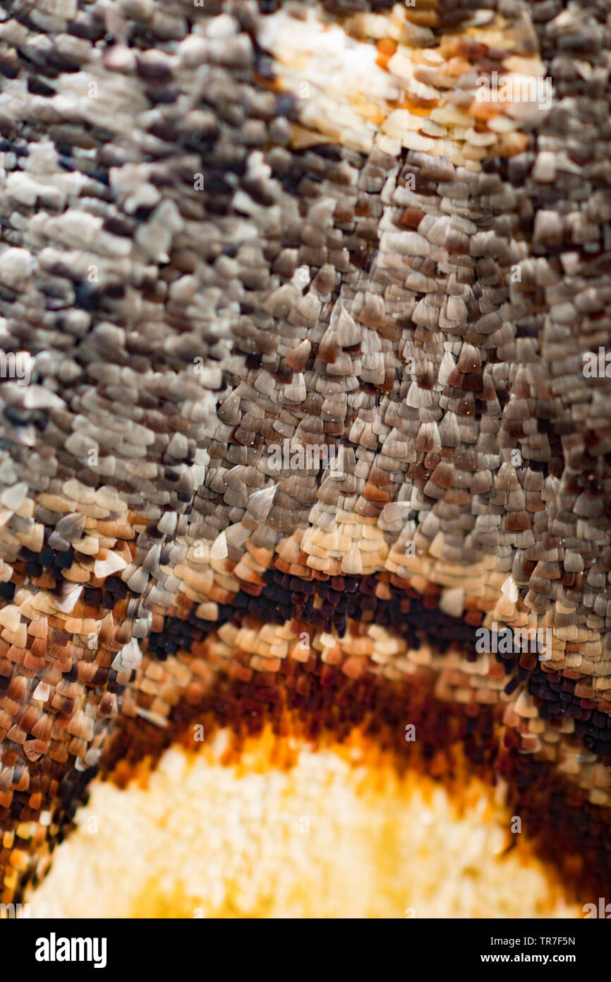 Moth scale hi-res stock photography and images - Alamy