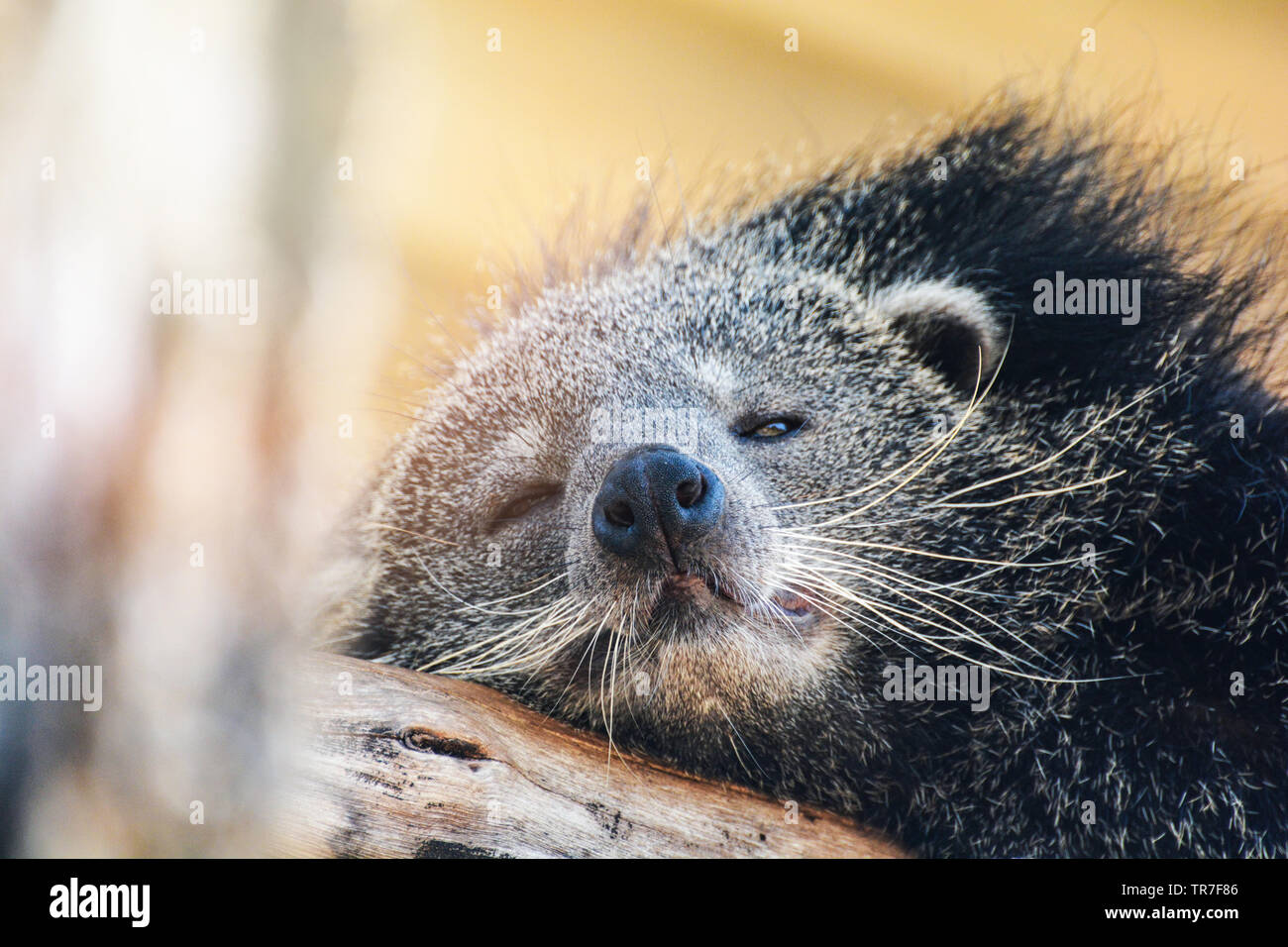 Bearcat or arctictis binturong lying sleeping relax on the wooden log ...