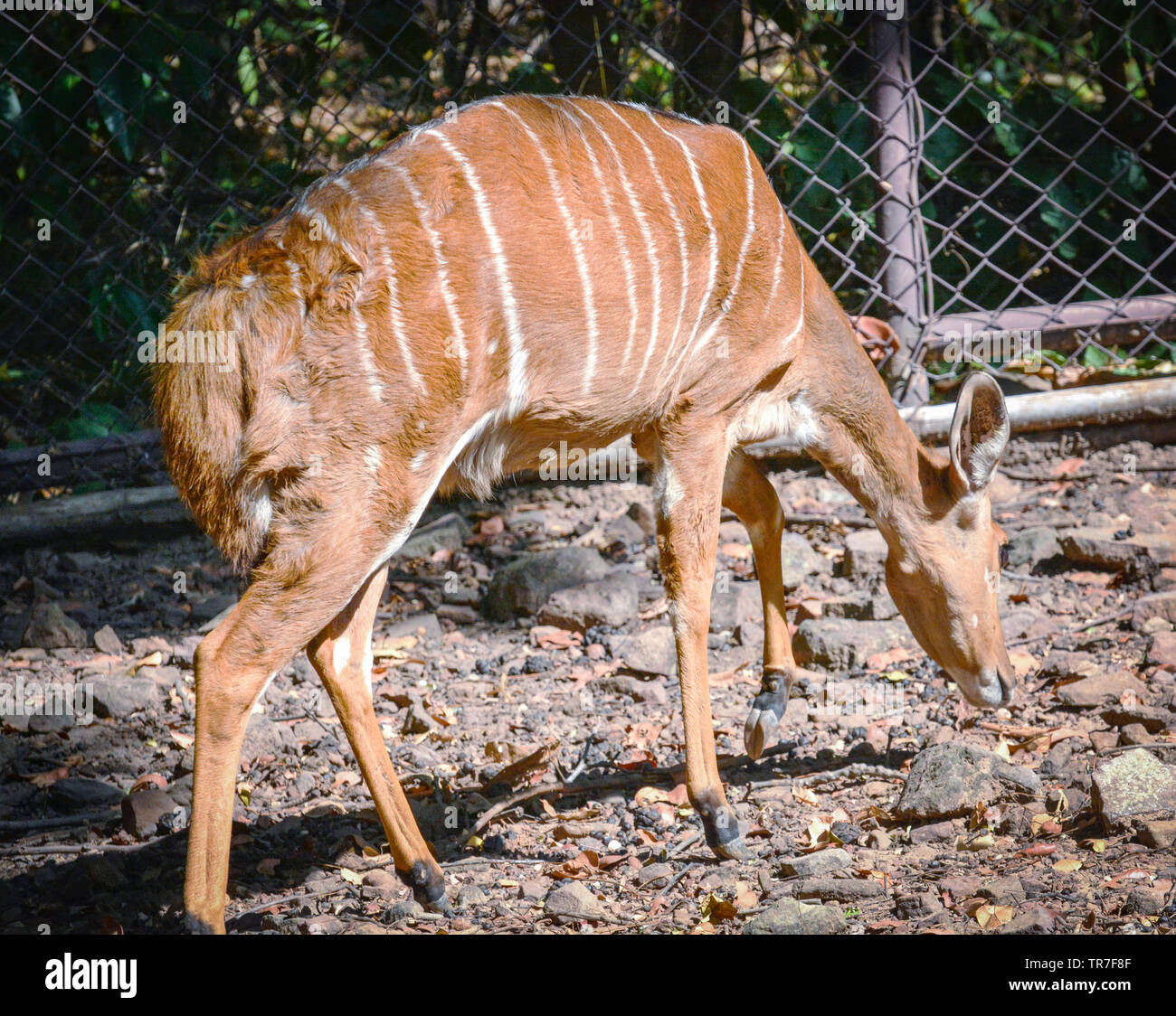 Female nyala wildlife south africa animals standing on the deer farm at ...