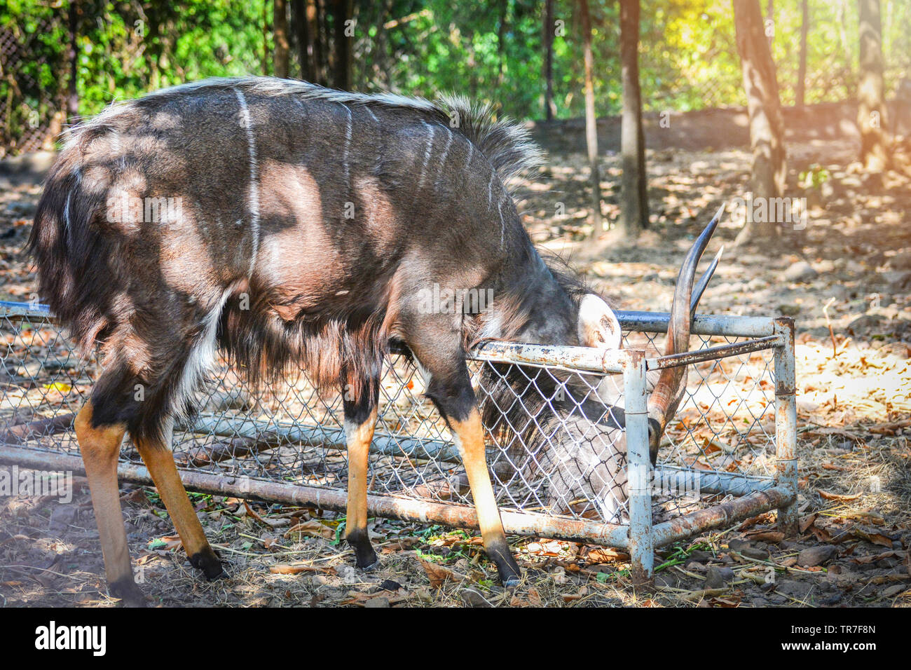 Male nyala wildlife south africa animals standing on the deer farm at ...
