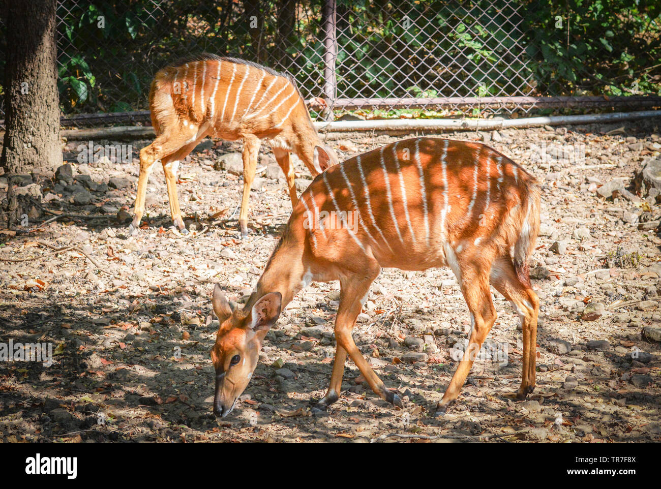 Female nyala wildlife south africa animals standing on the deer farm at ...