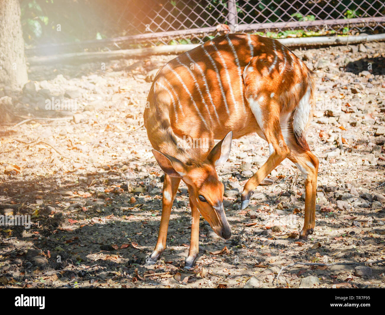 Female nyala wildlife south africa animals standing on the deer farm at ...