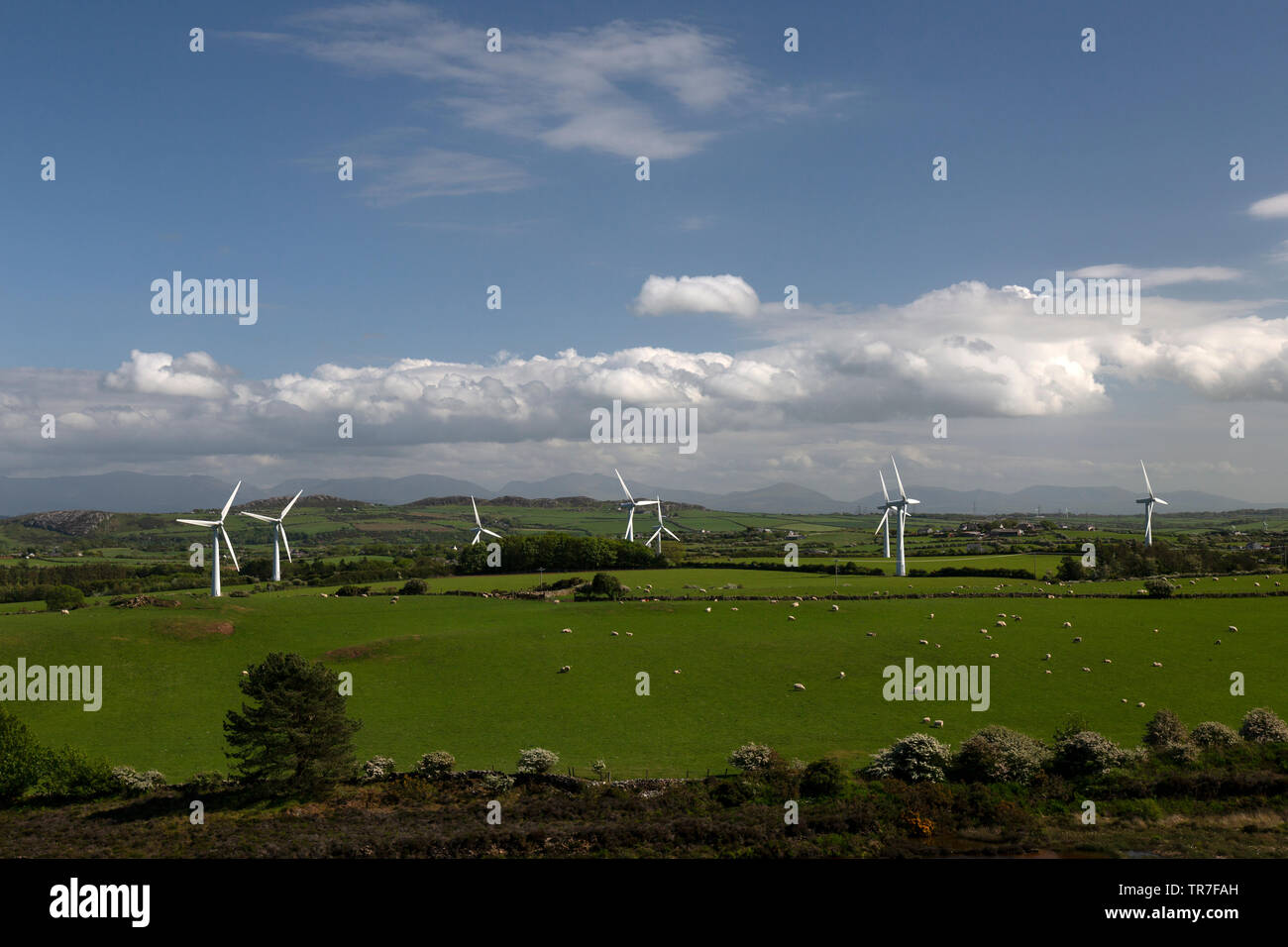 Wind Turbines on the Island of Anglesey in North Wales Stock Photo - Alamy