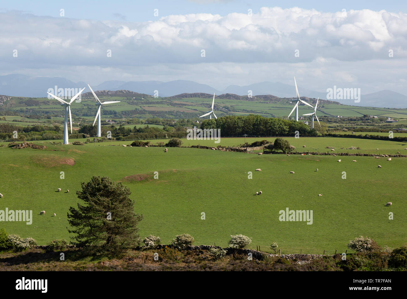Wind Turbines on the Island of Anglesey in North Wales Stock Photo - Alamy